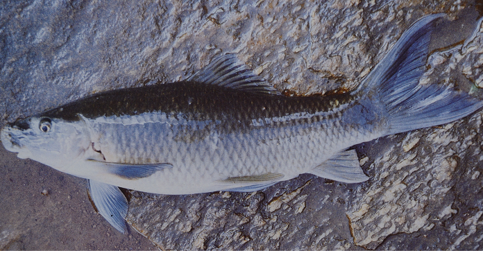 Labeo Fisheri - gadaya | FRESHWATER FISHES OF SRI LANKA