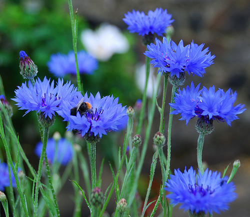 flowers for flower lovers.: Cornflowers pictures.