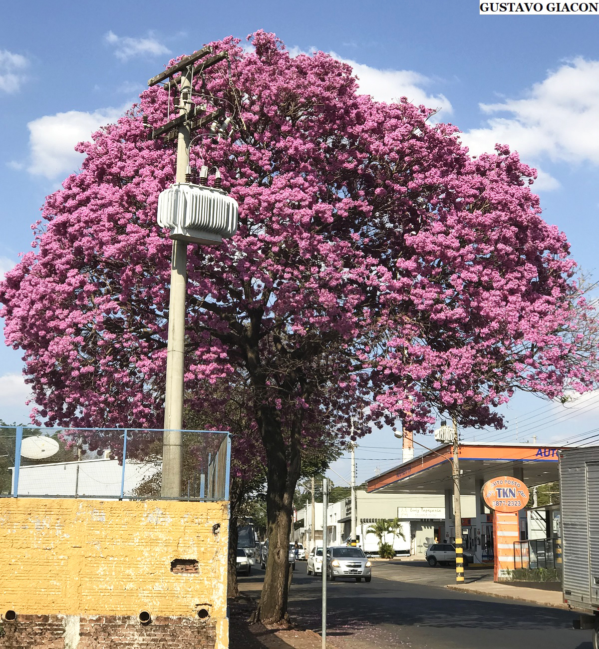 Viveiro Ciprest - Plantas Nativas e Exóticas: Ipê Roxo da Mata ...