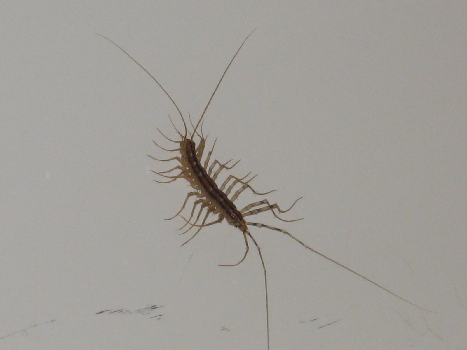 Surviving Sonder: Bugs in Maryland: Update