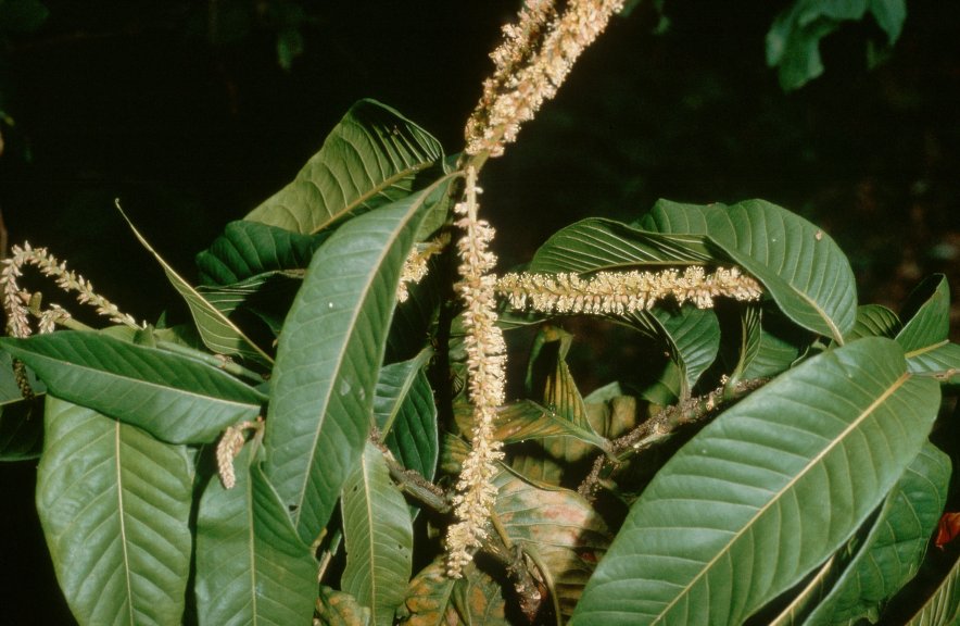PLANT FAMILIES OF PUERTO RICO AND FLORIDA PAPO VIVES: POLYGONÁCEAE NUM ...