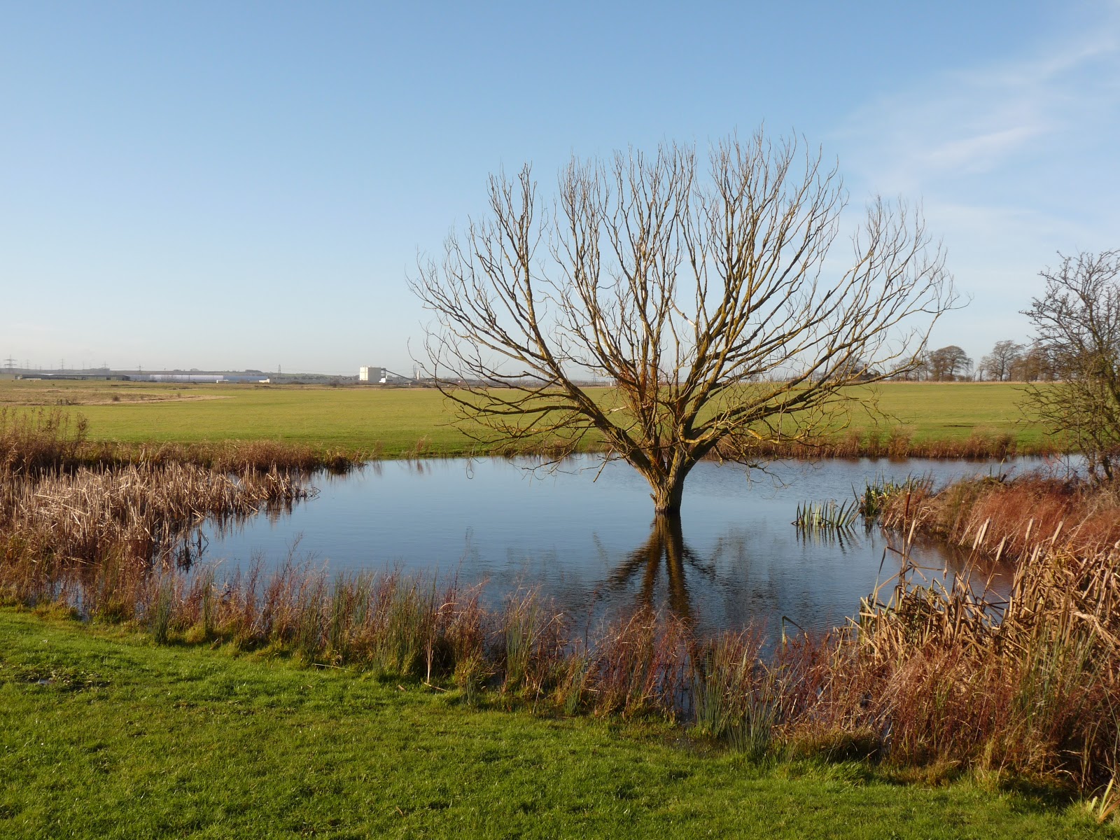 Robert Chapman's Wildlife Photography: RSPB Elmley Marshes