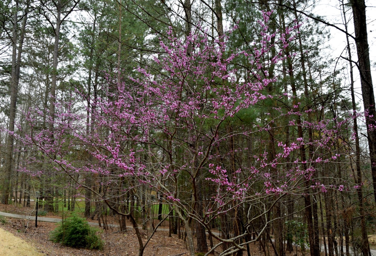 Using Georgia Native Plants: Redbud – Peas on a Tree