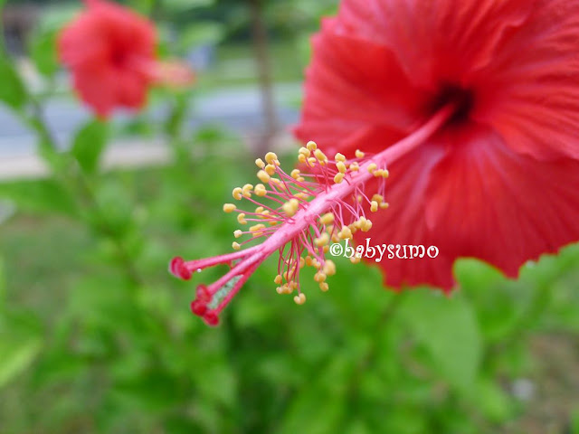 Baby Sumo Photography: Hibiscus rosa-sinensis - Kuala Lumpur, Malaysia