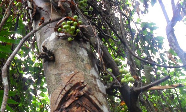 Tau gak gan, siapa nama Pencipta Lagu Buah Bolok? ~ Wadakleeh.com