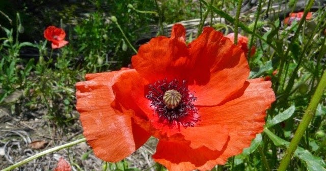 La vie simple: Le coquelicot : origines, habitat, culture et récolte