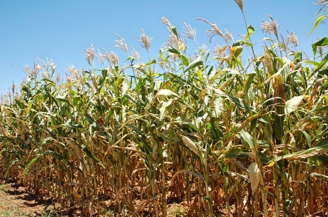 WAKULIMA WA ZAO LA PAMBA NA MAHINDI KAHAMA WACHE KILIMO CHA MAZOEA ...