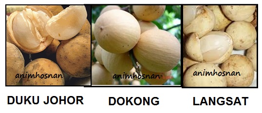 Anim Agro Technology: VARIETI - DUKU, DOKONG DAN LANGSAT