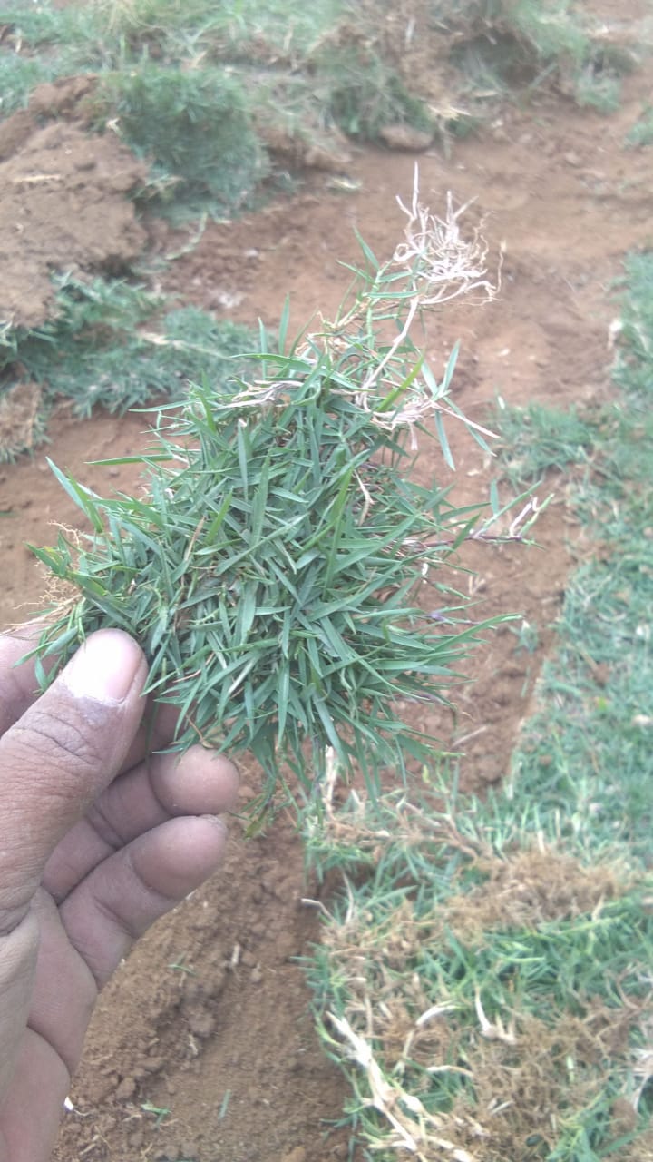 Rumput zoysia rumput manila lapangan bola sukabumi jawa barat Januari ...