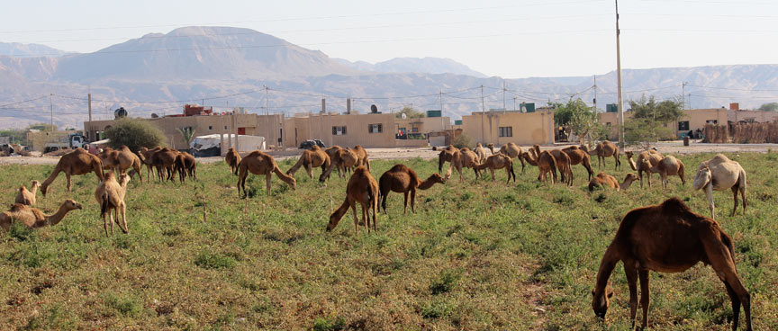 Jean Bradbury: Animals in Jordan