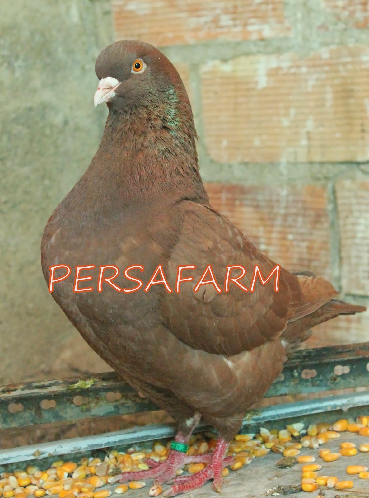 PERSAFARM: La novia de Gallinito y Palomito