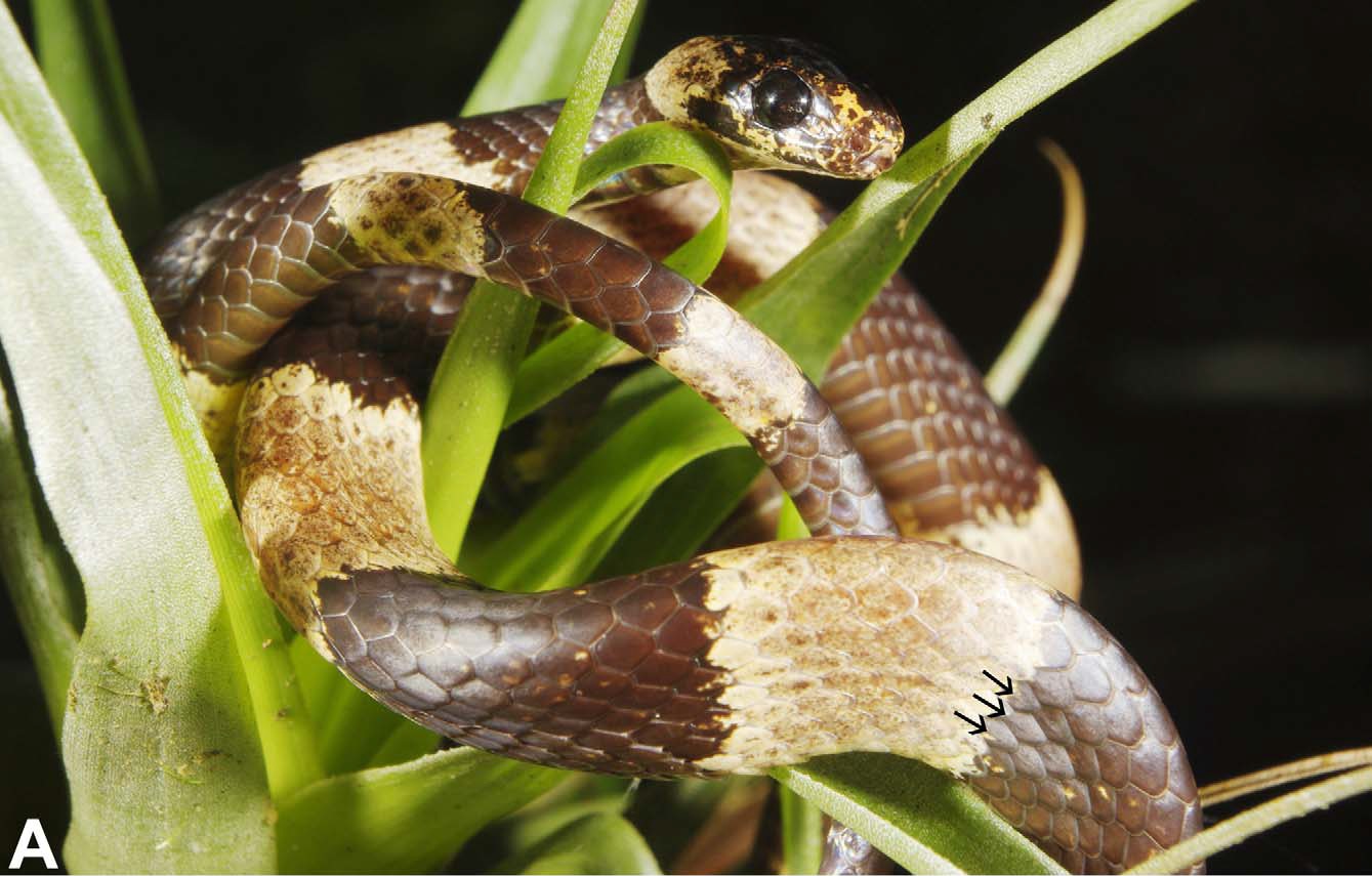 Sciency Thoughts: New species of Snail-eating Snake from western Panama.