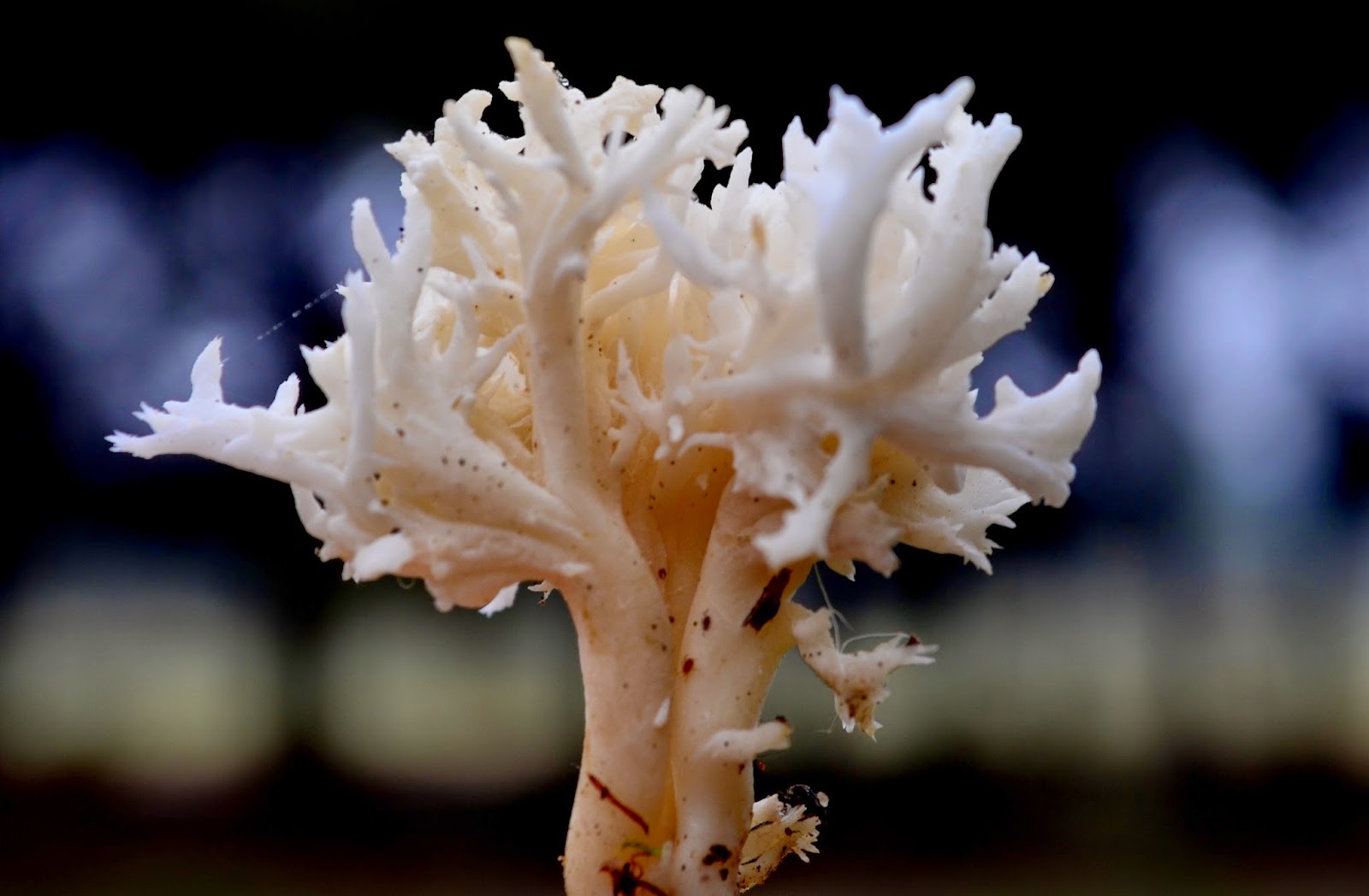 Setas Extremadura : Clavulina Coralloides