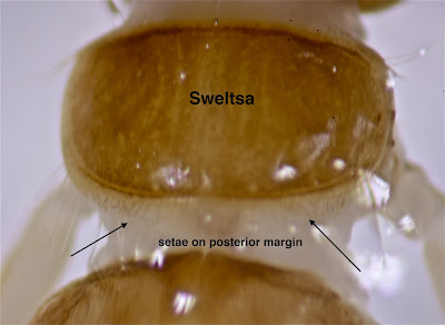Aquatic Insects of Central Virginia: Chloroperlidae (Green Stonefly ...