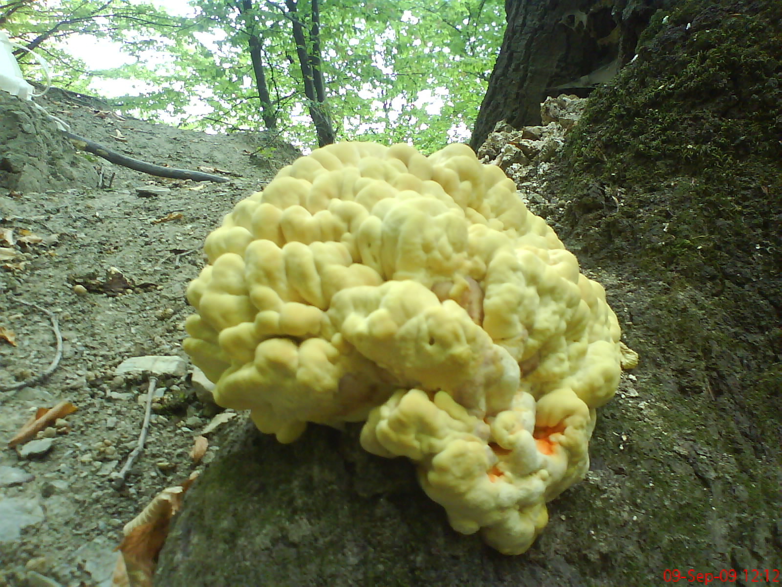 La ciuperci: Iasca galbena