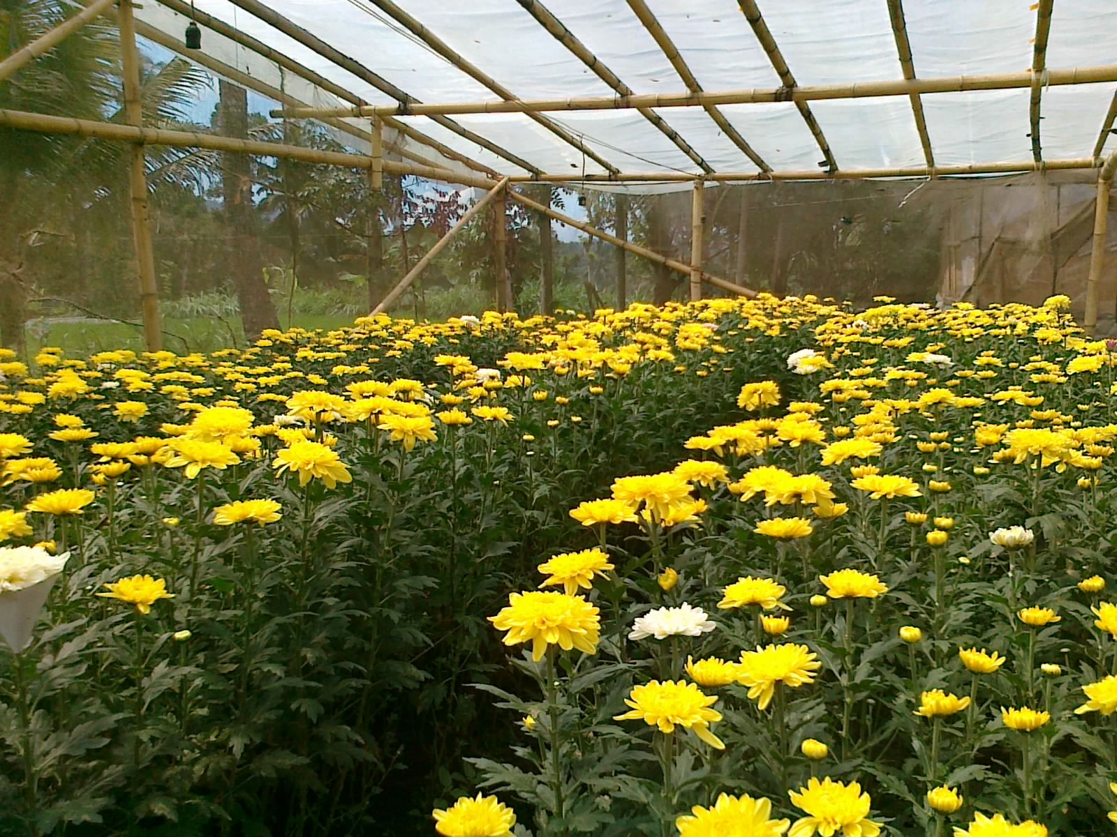 Budidaya Bunga Krisan Dan Tahapan Lengkapnya Jenis Net - Riset