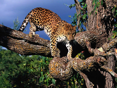 ANIMALS PLANET: Wild animals photo