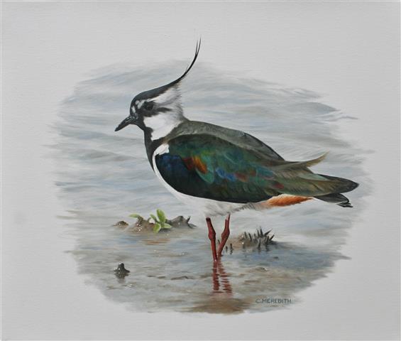 Clive Meredith Wildlife Art: 'Lapwing study' 12" x 14"
