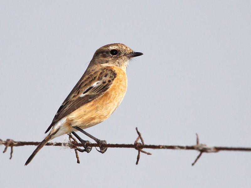 The Lazy Birder: Week 11 - Marievale Bird Sanctuary