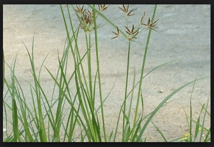 Wow 30+ Gambar Bunga Rumput Teki - Gambar Bunga Indah