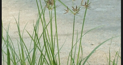Pengertian Rumput Teki (Cyperus rotundus) Klasifikasi dan Morfoologinya