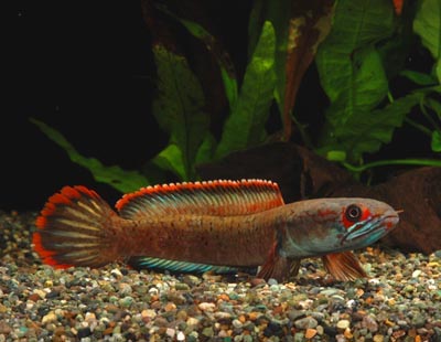 Live Aquaria: Channa Gachua (Haruan Batu)
