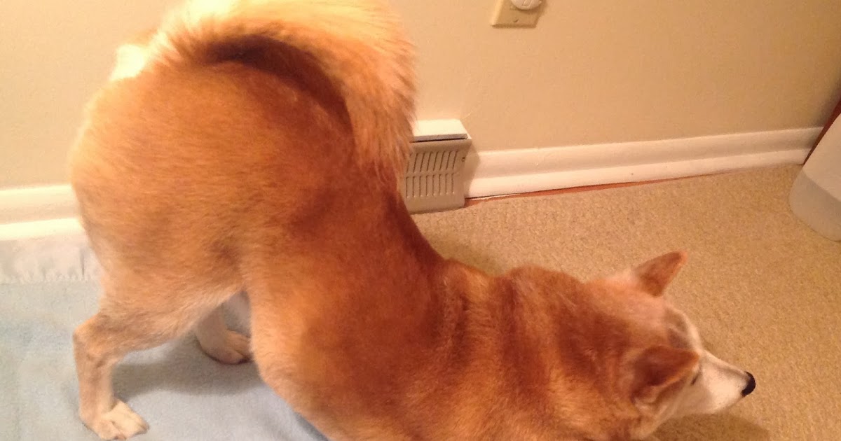 The Literate Quilter: "Doge" is Alive and Living In Our Home