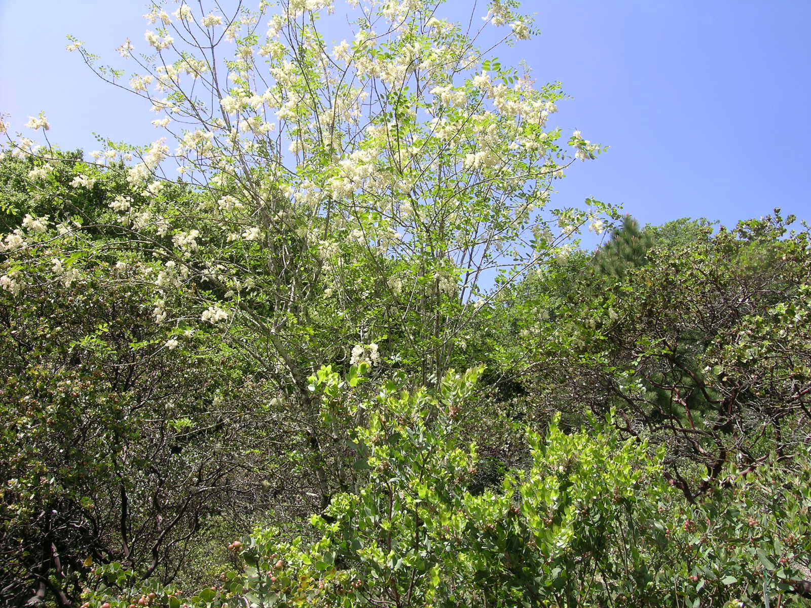 Berkeley Butterfly Blog: Fraxinum dipetala--Foothill Ash