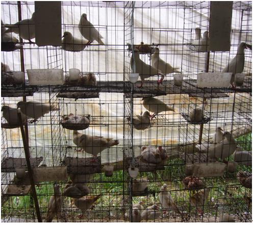 Pigeons Cages Photos ~ Kabootar Baaz | Pakistani Tipplers | Pigeons ...