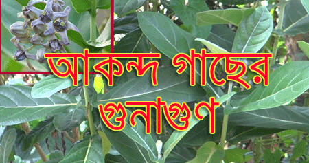 Benefits of Akanda tree - আকন্দ গাছের উপকারিতা