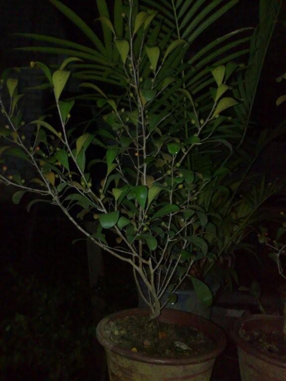 UluMudaKu: Pokok Mas Cotek