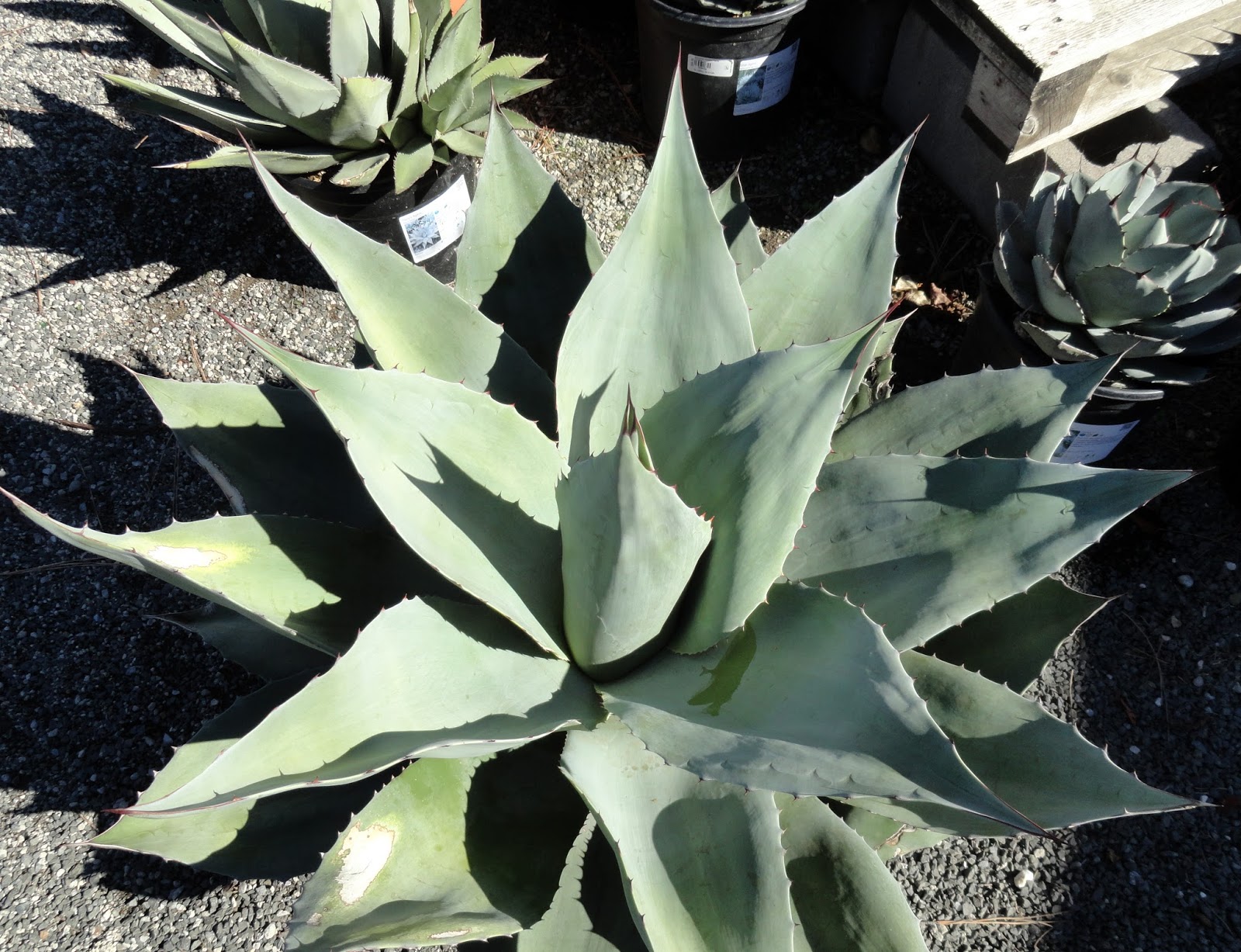 danger garden: Blooming Junction, Agave report...