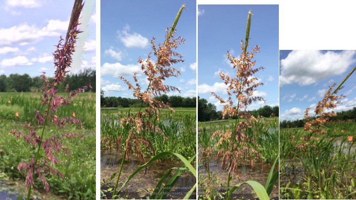 American Wild Rice: Plant_flower_seed_grain_food_from wild rice