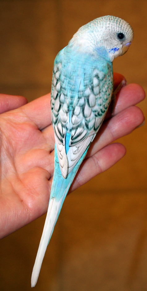 BIRD'S INFORMATION : The Beautiful Spangle Budgie