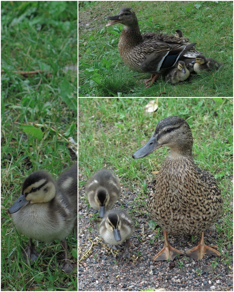 Sadepäivän lintukuvat