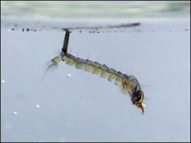 Budidaya Jentik Nyamuk Pakan Burayak Ikan