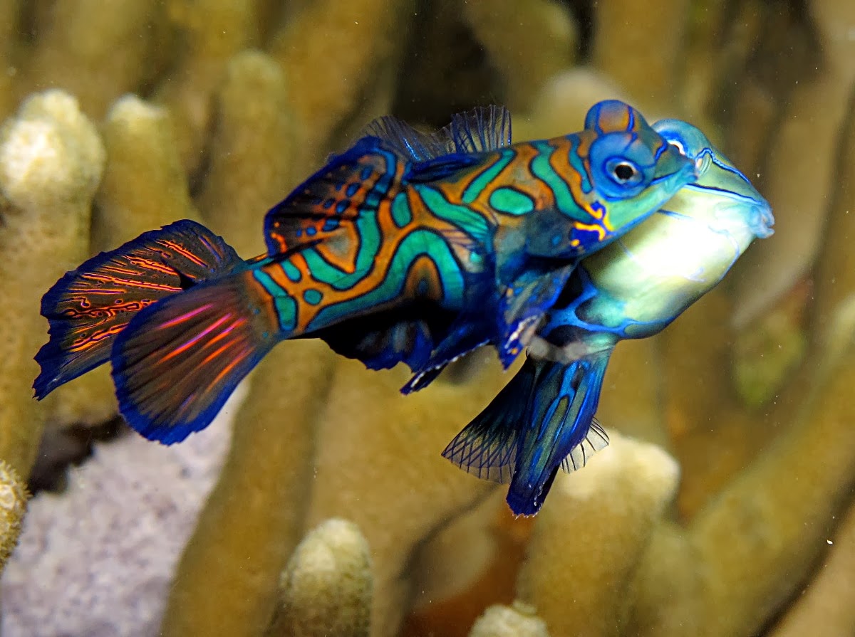 fish share: KECANTIKAN IKAN HIAS MANDARIN FISH 3