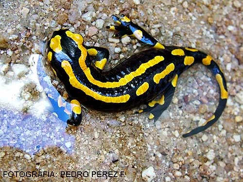 Ordem Urodela ~ Biólogo Esperto