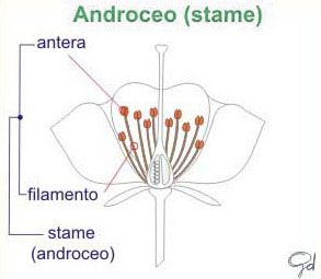 LA FLOR | BIOLOGÍA VEGETAL II