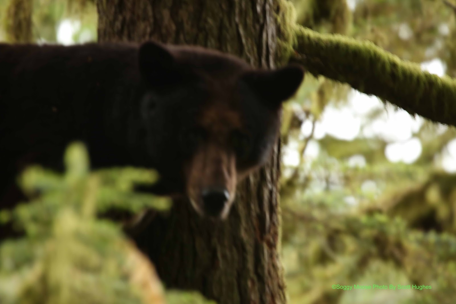 Soggy Moose Travels : Ketchikan