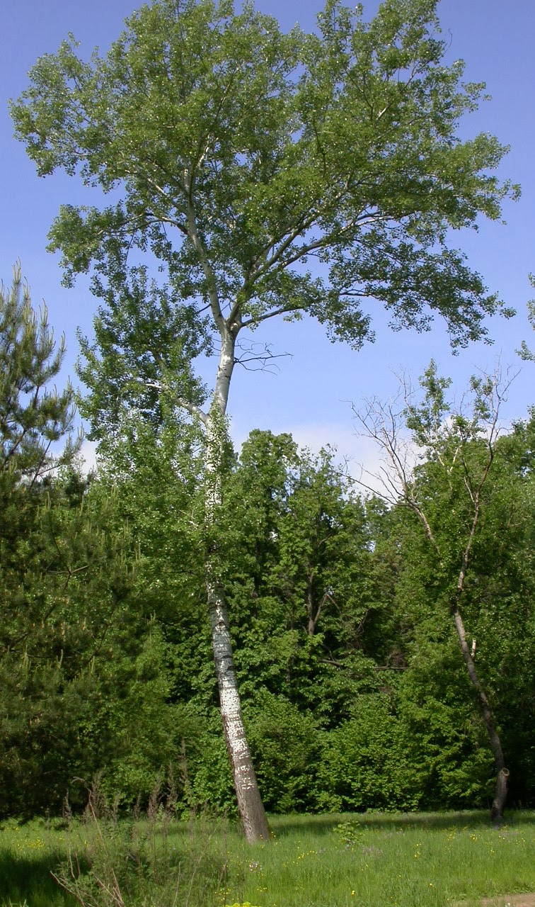 Trees Planet Populus Alba White Poplar Abele trees-planet-populus-alba-white-poplar-abele