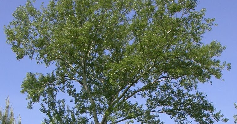 Trees Planet: Populus alba – White Poplar – Abele