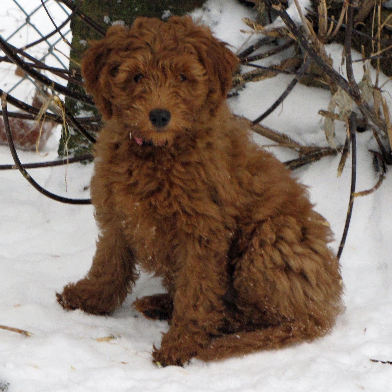 Canadian Doodle Puppies: Puppies playing in the snow