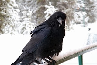 Whatcom Birding: Deformed bill raven A Fritz 2/3/14