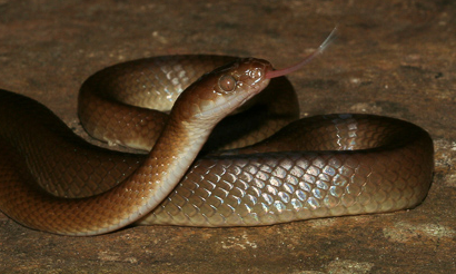 Life is short, but snakes are long: 2018