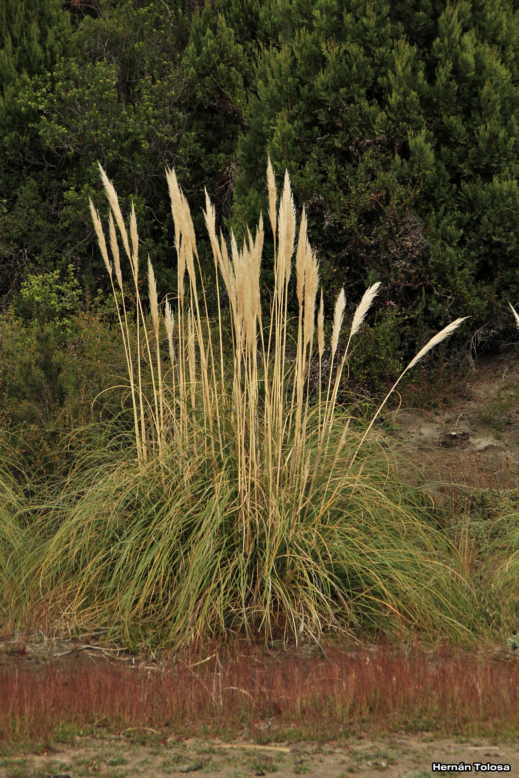 Patagonia: Cortadera (Cortaderia selloana)