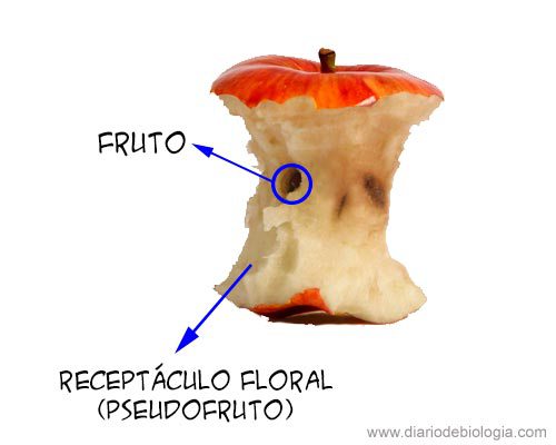 Amantes da Biologia Com Prof. Alan Calvet: PSEUDOFRUTOS O QUE É?