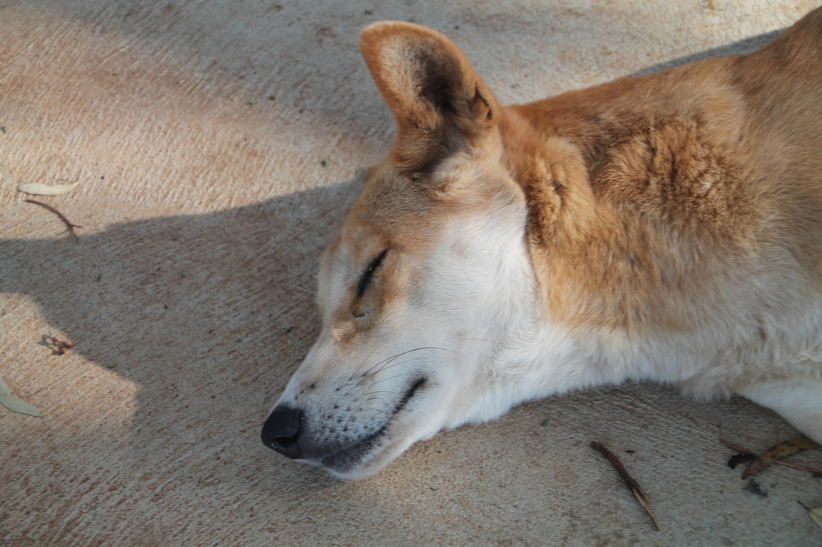 Dingo - the Australian wolf.