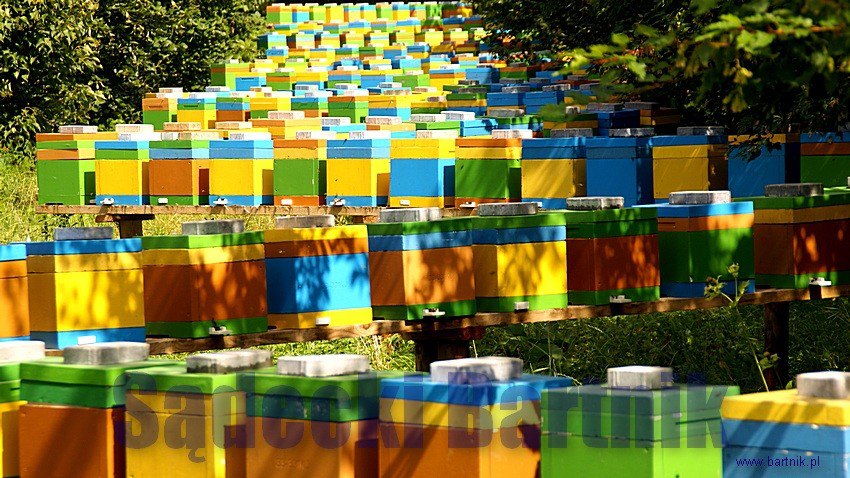 Zulu Bees: Beautiful multi colored bee hives