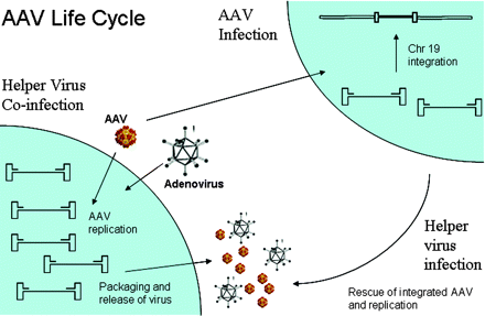 Normal intracellular viral immunity- A problem in gene therapy?